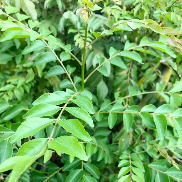 Tk plants ,Curry plants ,pokok daun Kari , real live plants/pokok hidup ...