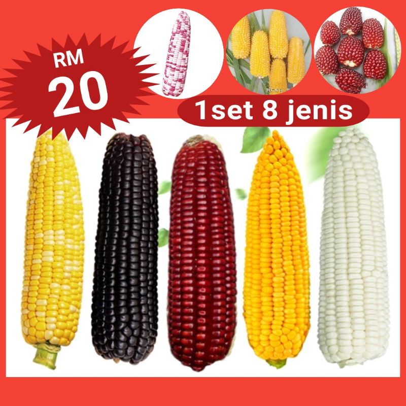 (8 in 1 set) Biji Benih Jagung Manis / Sweet Corn Seeds - 1 set ada 8 ...