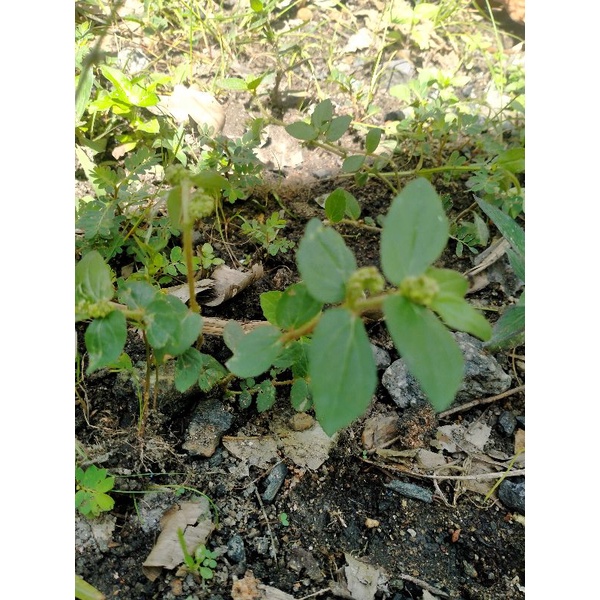 Pokok susu nabi, ubat gout 15pokok | Shopee Malaysia