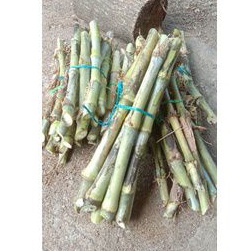 keratan batang rumput napier 1 ikat(20btg) @tamantepirumah | Shopee ...
