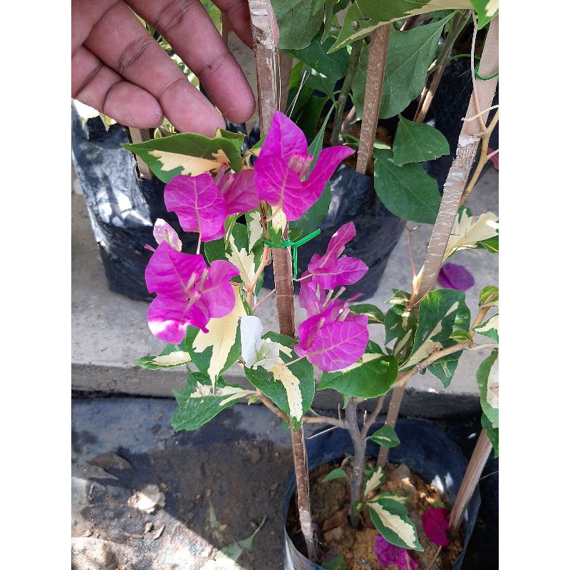 Pokok bunga kertas hidup dalam beg 8x8 inch. citra, black maria ...