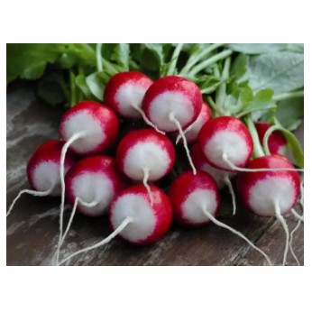 Sparkler White Top mini Radish seeds Brassicaceae | Shopee Malaysia