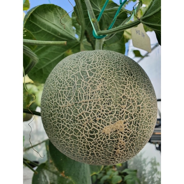 6PCS Japanese Honeydew Melon / Seed Rock Melon /日本纹网蜜瓜 | Shopee Malaysia