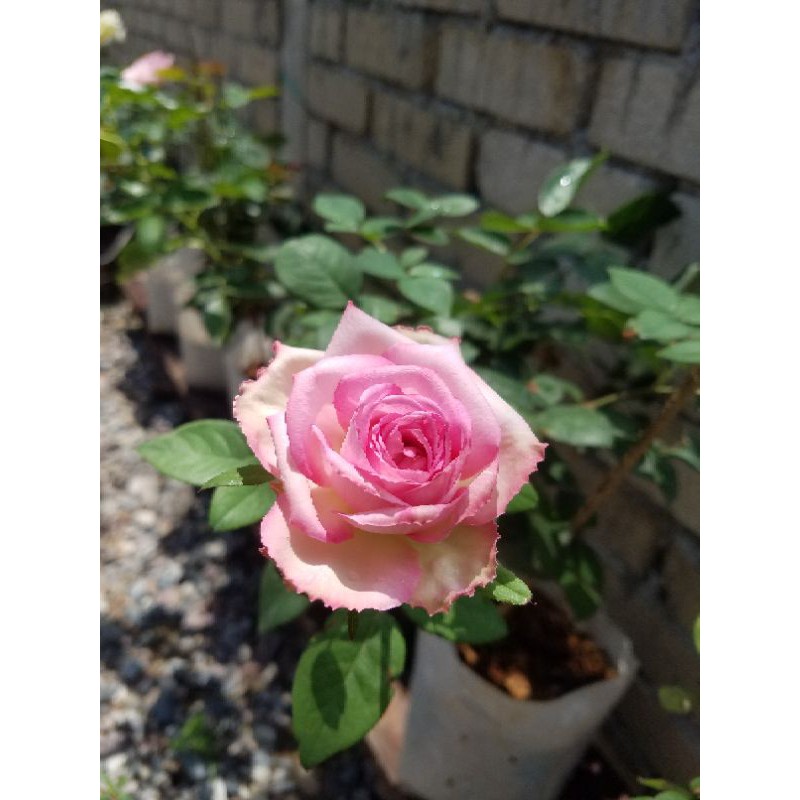 green pink rose pokok | Shopee Malaysia