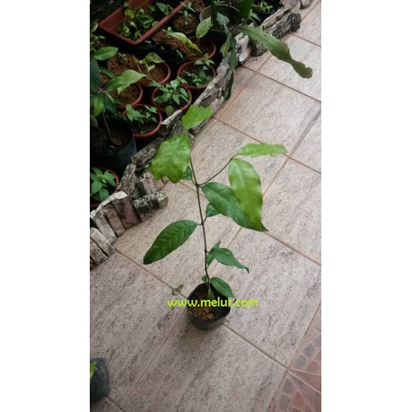 MKT - Anak Pokok Belinjau/ melinjo ( Pokok Herba ) | Shopee Malaysia