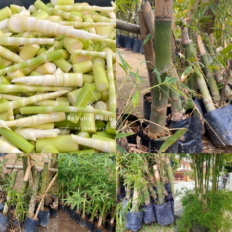 POKOK BULUH MADU THAI/ANAK POKOK REBUNG BULUH MADU MANIS MURAH | Shopee ...