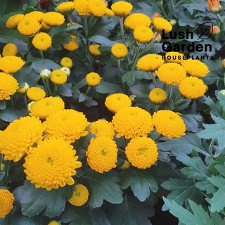 Chrysanthemum Series/ Pokok Bunga Kekwa 菊花 150mm Pot CNY Live Plant ...