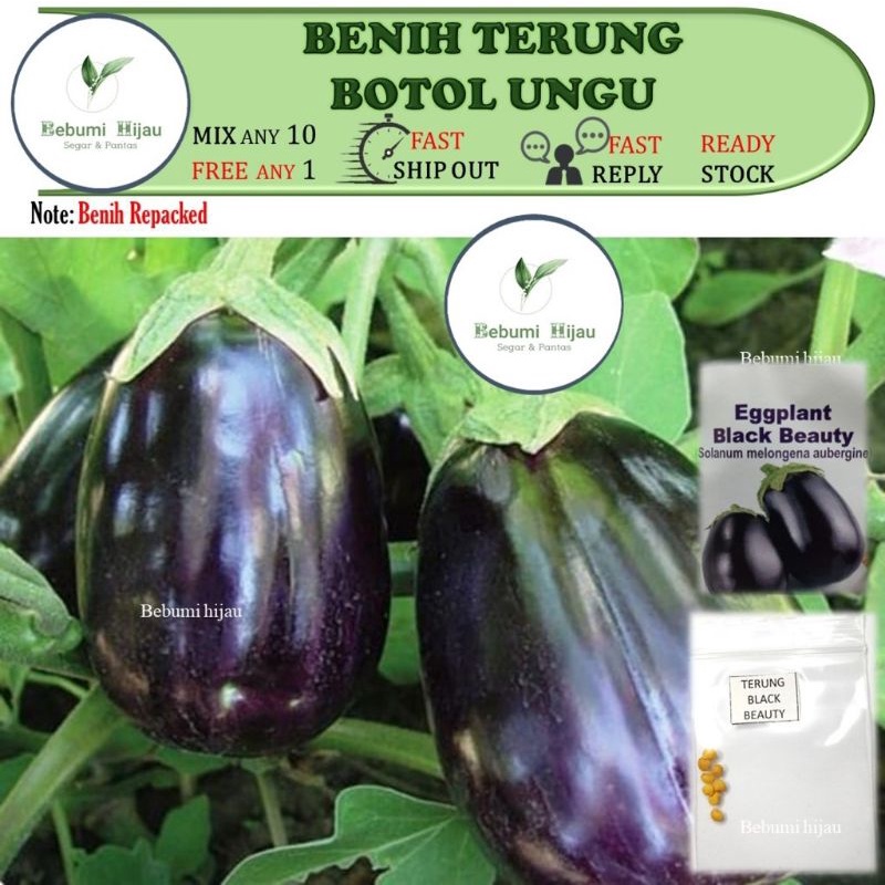 Pelbagai benih TERUNG BRINJAL Panjang Bulat Kedut Asam Ungu Hijau Putih ...