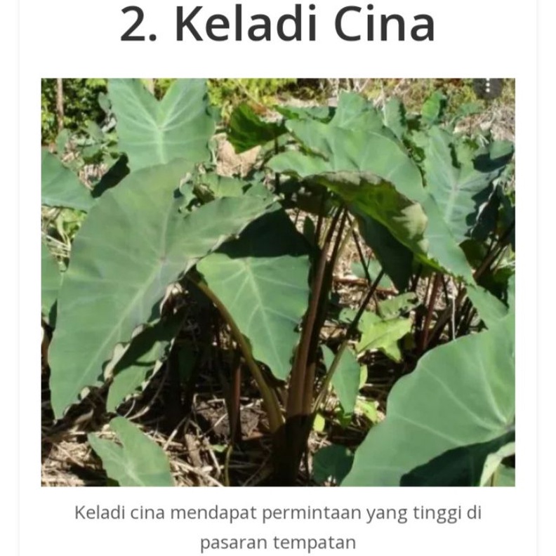 anak pokok keladi cina | Shopee Malaysia