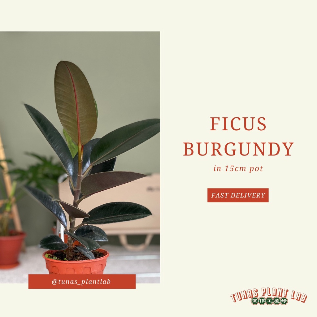 TPL - Tunas Plant Lab - Ficus Elastica Burgundy - 黑金刚 - 印度榕 - REAL LIVE ...