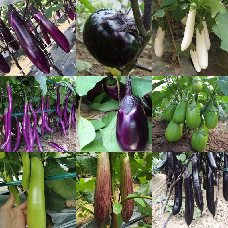 Pelbagai biji Benih terung /Various eggplant seeds 各种茄子种子 | Shopee Malaysia