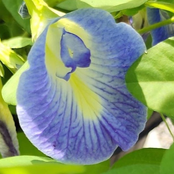 10 pcs benih kacang bunga Telang biru muda/light blue butterfly pea ...