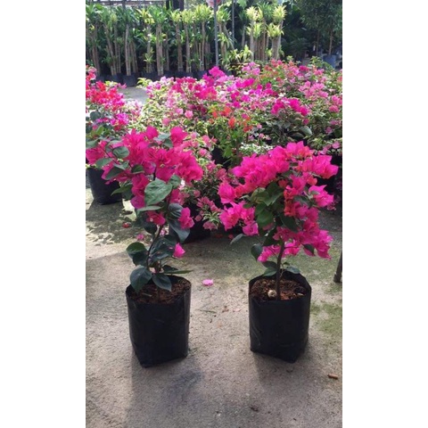 POKOK BUNGA KERTAS RENDOM | Shopee Malaysia