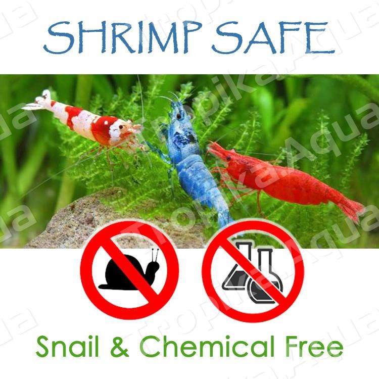 Shrimp Safe No Snail Algae aquatic plants aquarium aquascape ...