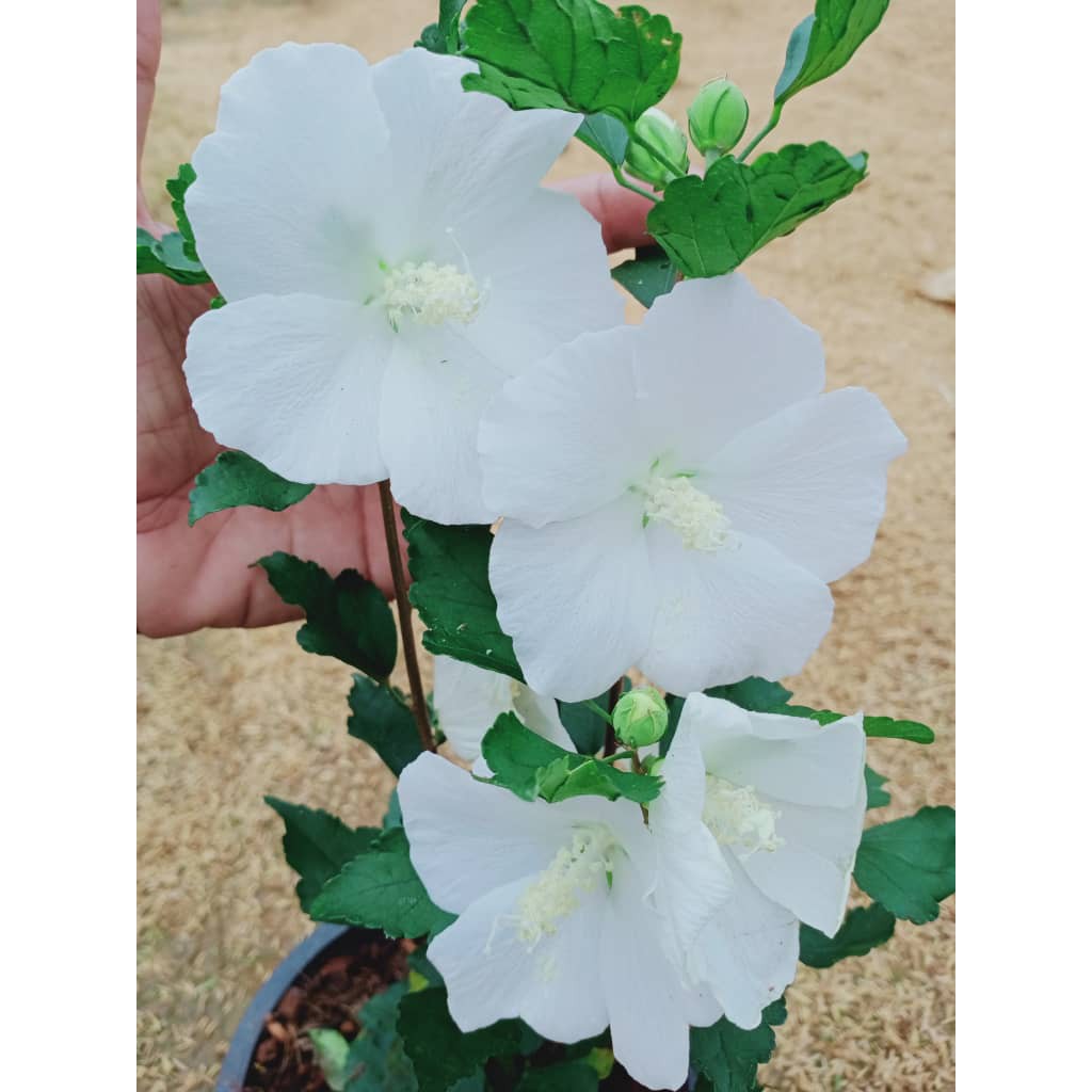 Anak Pokok Bunga Raya Putih | Shopee Malaysia