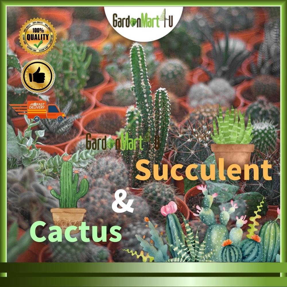 GM4U Real Mini Cactus Plant Live Succulent Plant Live Plant Succulents ...