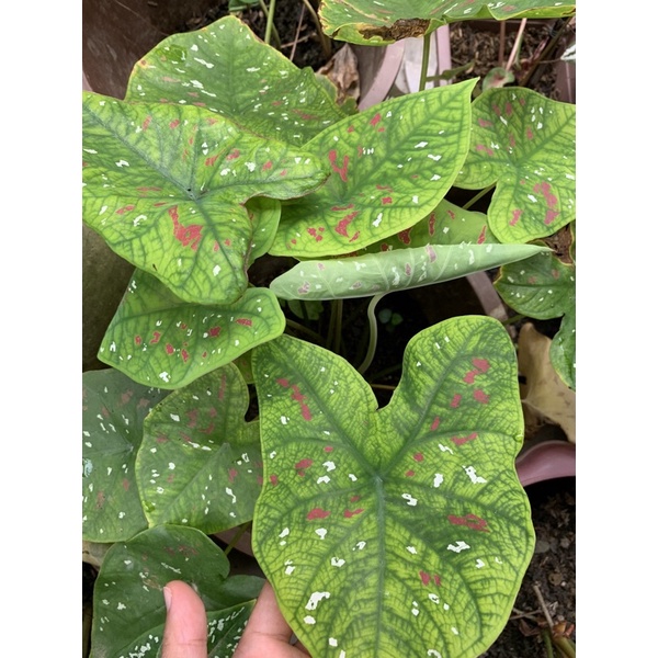 florida clown tricolour "caladium" | Shopee Malaysia