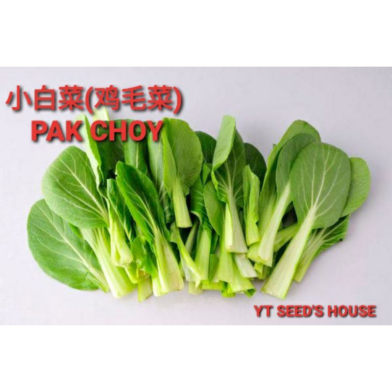 Biji benih pak choy(Sawi Putih)/小白菜种子/Pak Choy seed/Fast shipping ...