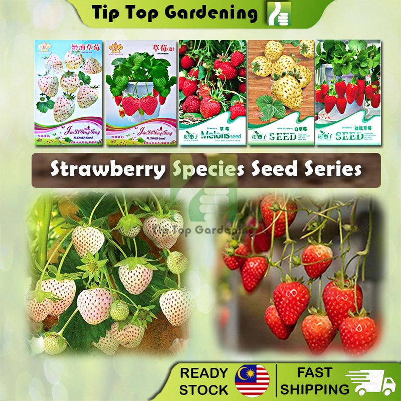 【EXPIRED】Fresh Strawberry Species Fruit Seed Series Segar Biji Bernih ...