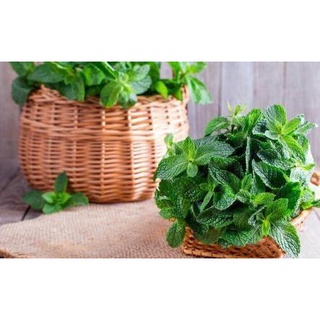 Mint Seeds Pelbagai Biji Benih Pudina Spear Mint Herbs Seeds Spearmint ...
