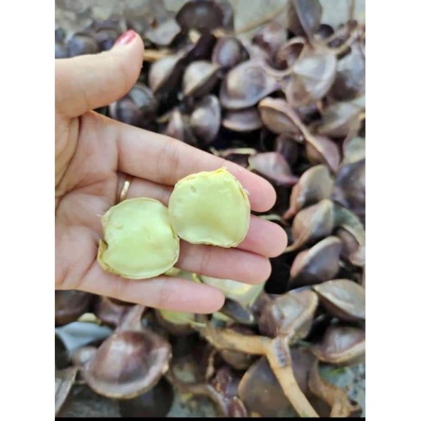 Jering Muda dan tua fresh 1kg | Shopee Malaysia