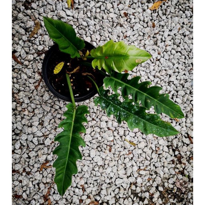 POKOK INDUK MOTHER PLANT KEMOYANG HIJAU RED STEM HITAM EMERALD GREEN ...