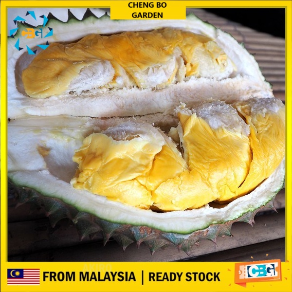 Anak Pokok Durian Chanee Kani D123 Cepat Berbuah Import Dari Thailand ...