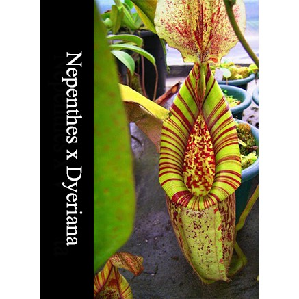 Live Plant Nepenthes x Dyeriana Periuk Kera Hidup Carnivorous Plants ...