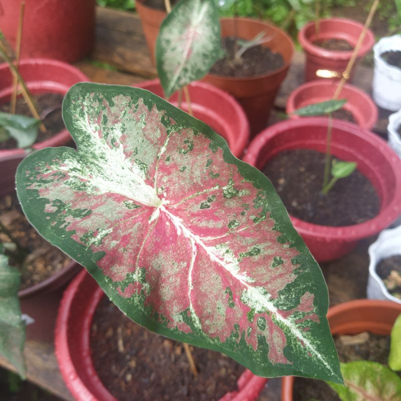 🔥💕CALADIUM PEACOCK💕🔥KELADI RARE🔥BUNGA VIRAL DAN MEWAH🔥 | Shopee Malaysia