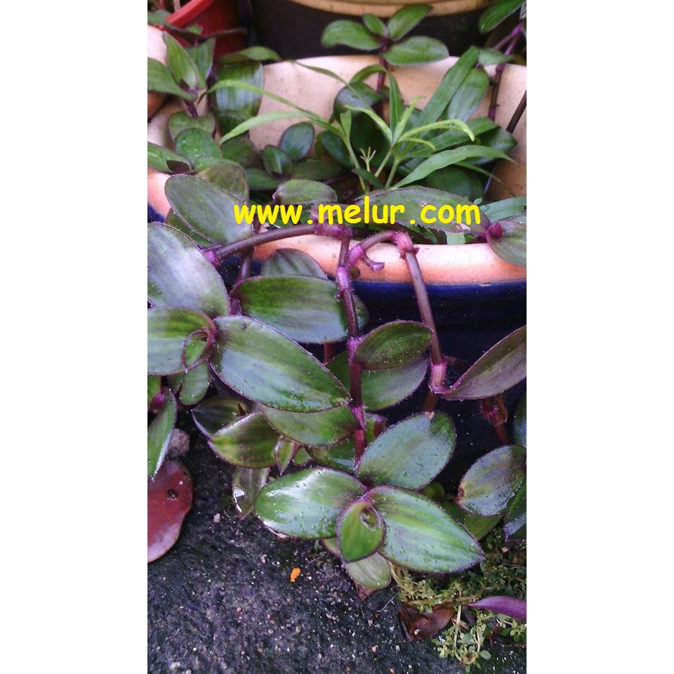 Anak Benih Telinga Kera ( Pokok Herba ) | Shopee Malaysia