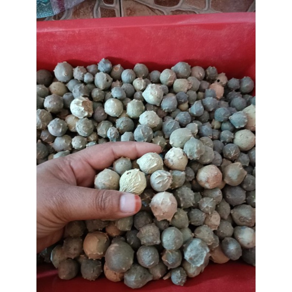 1 KG BIJI MANJAKANI ORIGINAL | Shopee Malaysia
