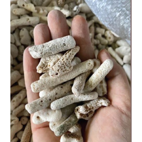 Coral Stone Aquarium Aquascape Filter Media Stone珊瑚石 | Shopee Malaysia