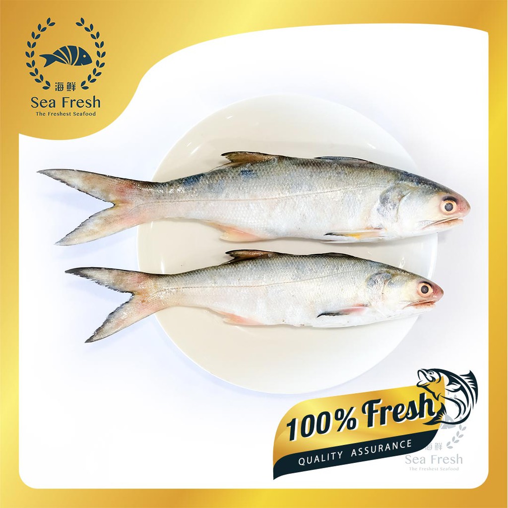 [Sea Fresh] Ikan Senangin | Threadfin Fish | Fresh Frozen Seafood ...