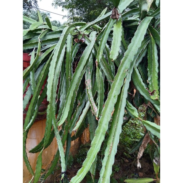 Keratan benih pokok naga merah buah besar XL. | Shopee Malaysia