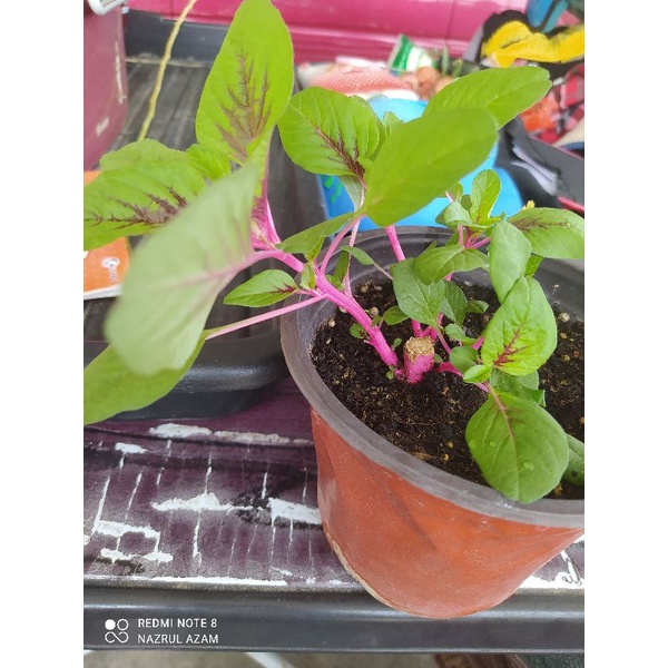 Rare, Pink Spinach. organic, non-hybrid gardening vegetables seeds ...