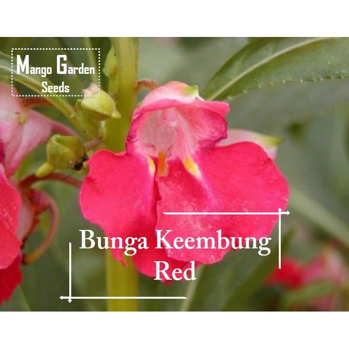 Benih Bunga Keembung Red - 20 Biji (Impatiens Balsamina) *Pot Friendly ...