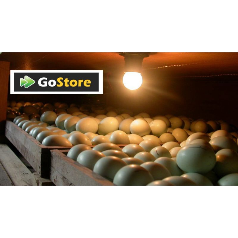 Incubator Set Kitt/Pengeram Telur/Alat Kawalan Suhu Penetasan Telur ...