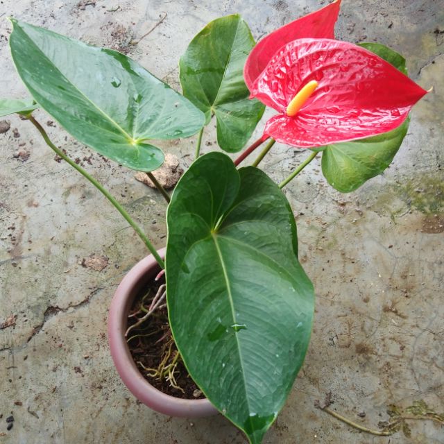 Pokok Hiasan ( bunga keladi merah) | Shopee Malaysia