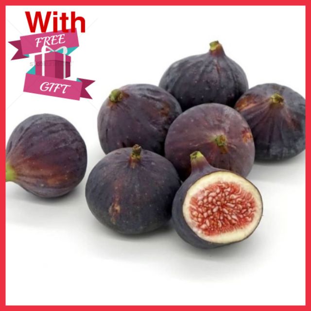 Fig tree/pokok tin/pokok syurga READY STOCK!! | Shopee Malaysia