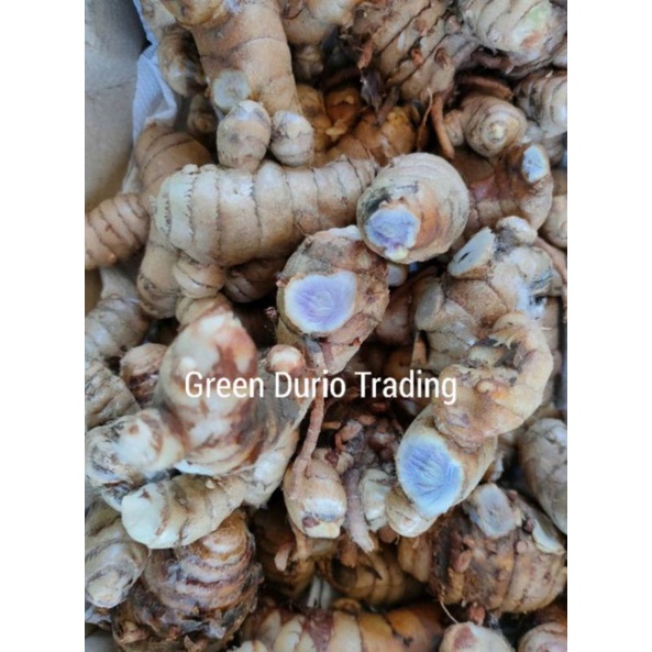 HOT ITEM 500 GRAM TEMU IRENG TEMU HITAM UTK BENIH POKOK & JAMU ...