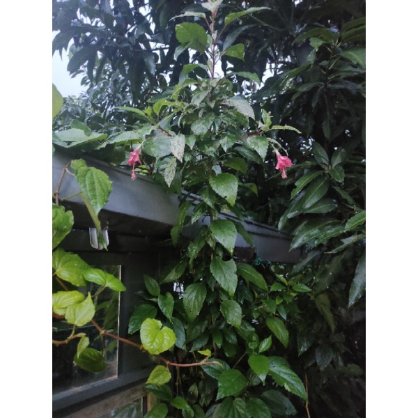 DAUN BUNGA RAYA (100gram) | Shopee Malaysia