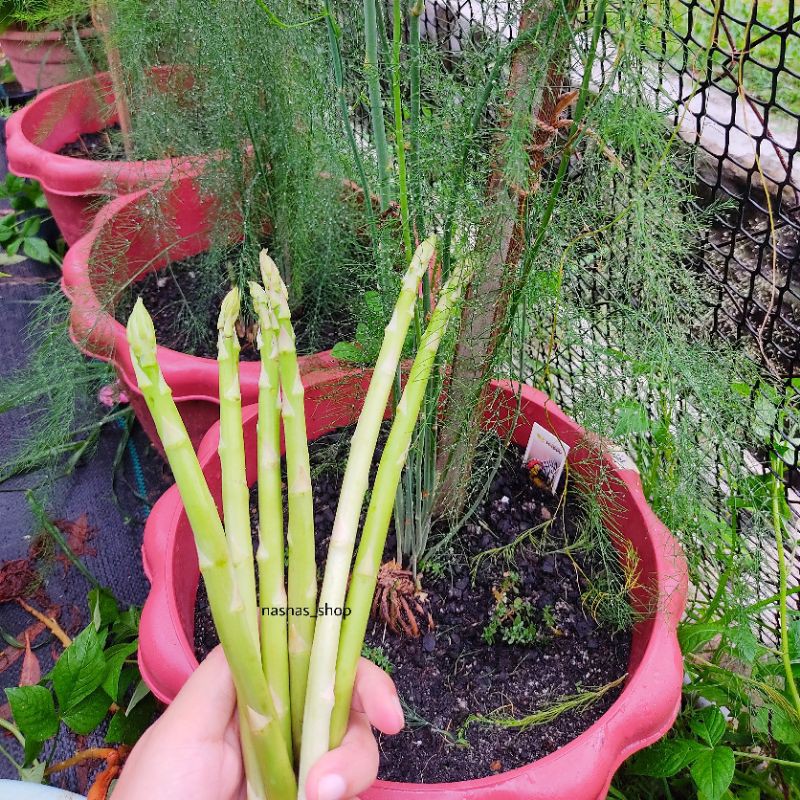 Biji Benih Asparagus 15pcs Vegetable Seeds Vege Seed Sayur Sayuran ...