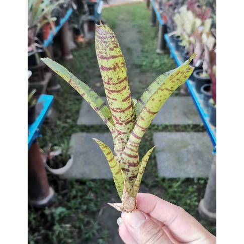 Bromeliad Neoregelia Ampullacea Tigrina Pup (Miniature) | Shopee Malaysia