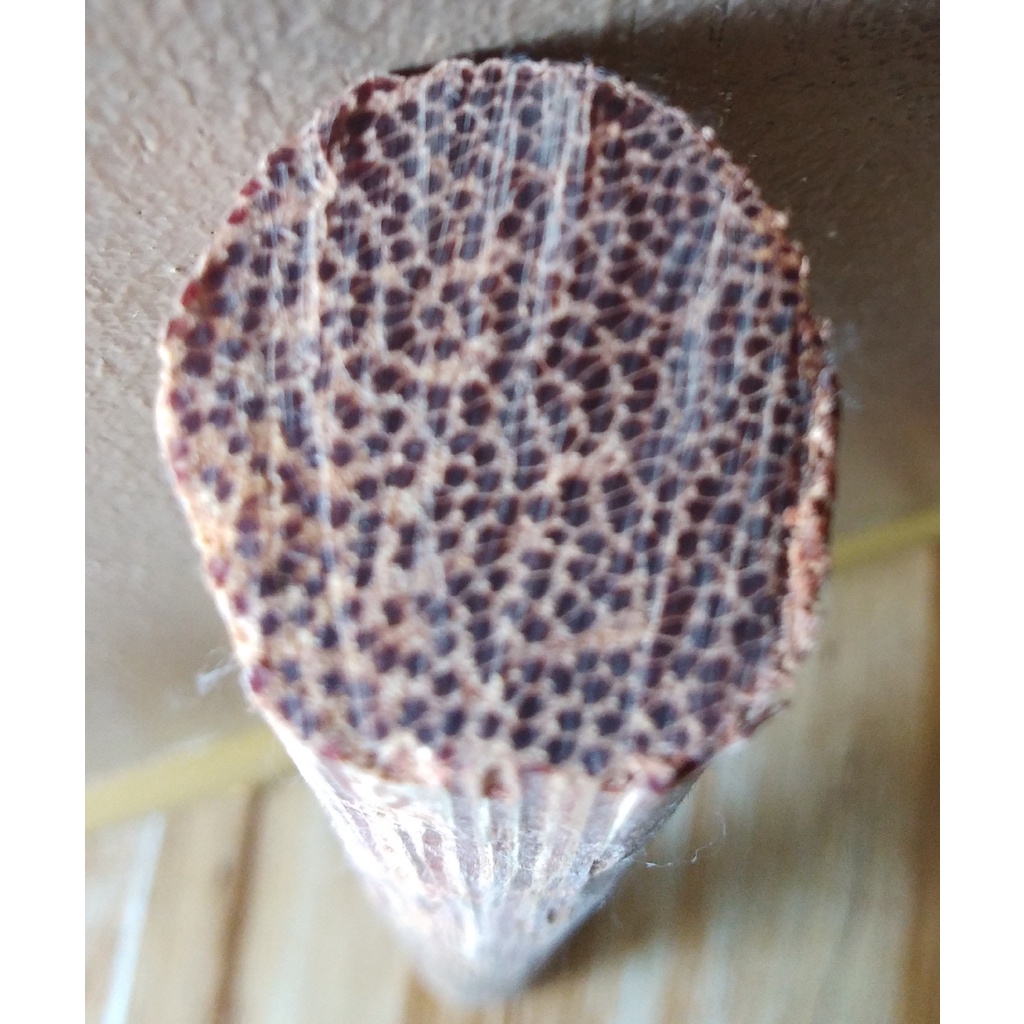 TERAS PEMBISA IBOR URAT MERAH SEJENGKAL | Shopee Malaysia