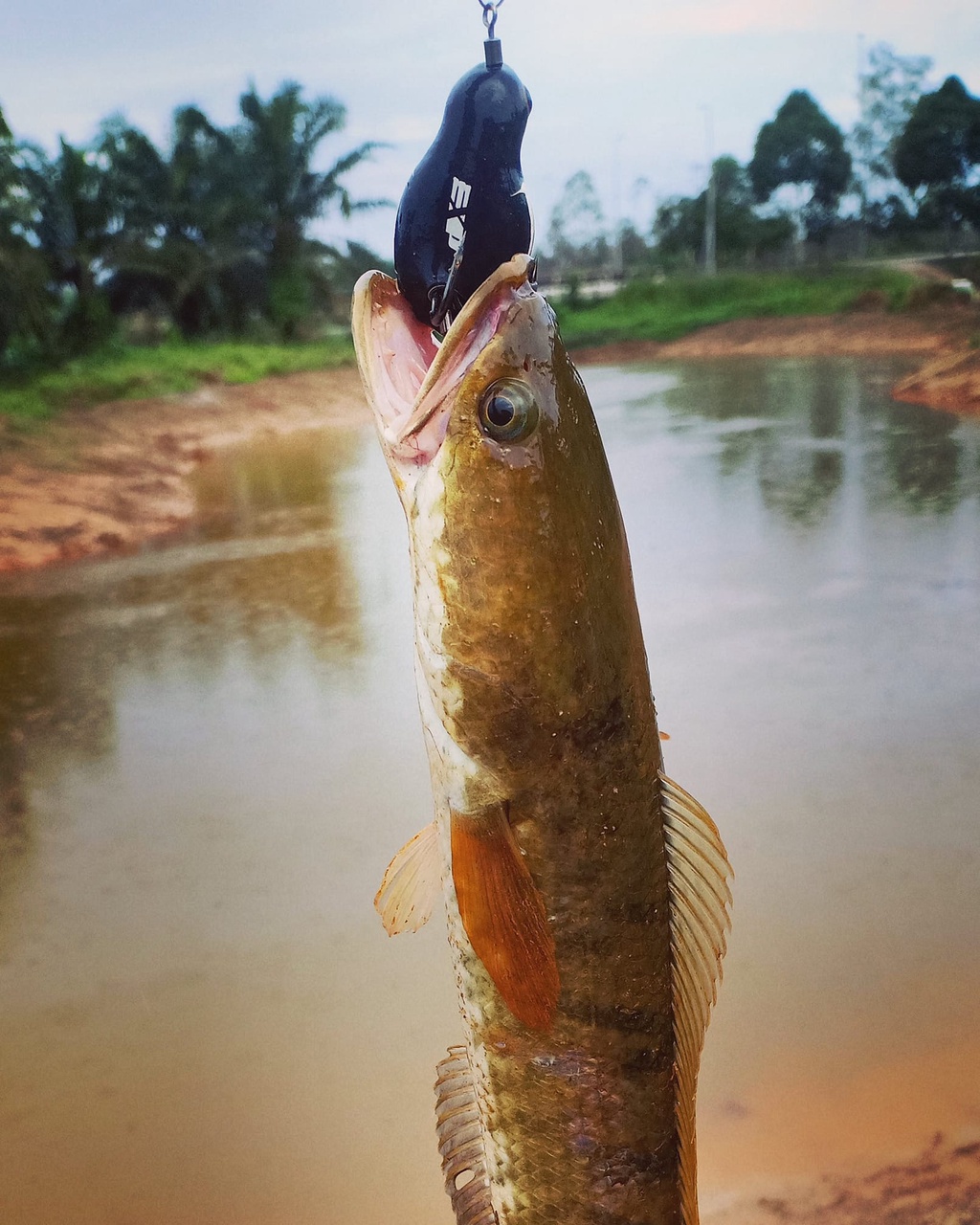 EXP KURA Soft Rubber Frog Expert For Snakehead Hunter Haruan/Toman ...