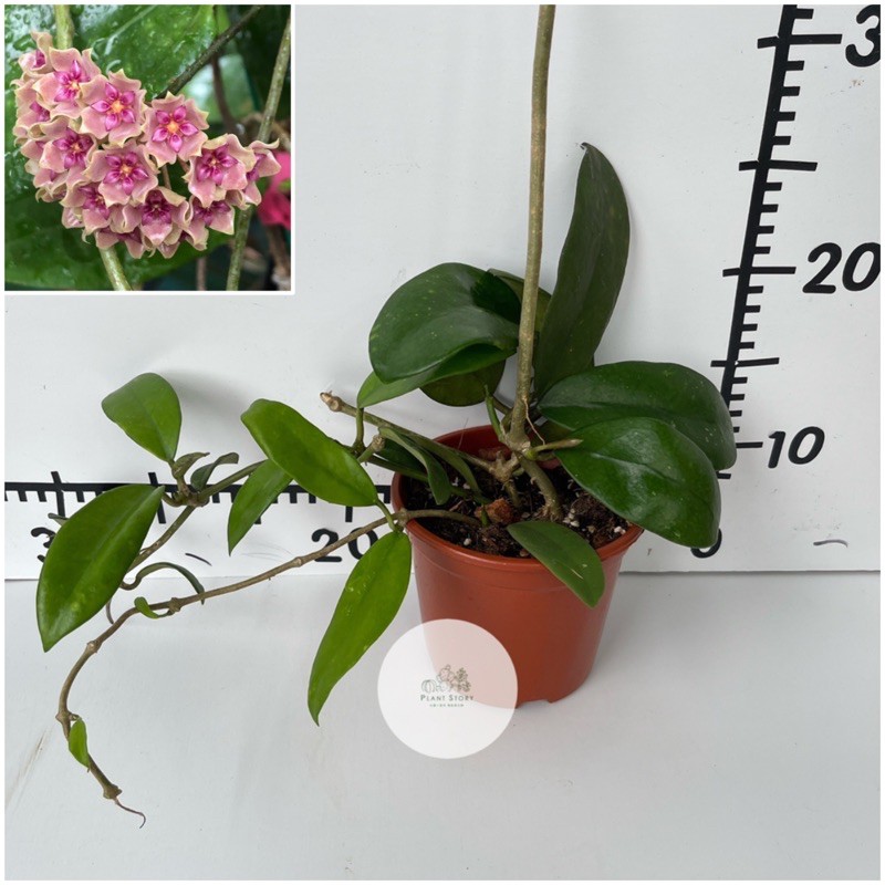 🌱 Hoya🌱 Hoya cembra🌱毬兰🌱 hoya compacto 🌱 Hoya krohniana eskimo 🌱 Hoya ...