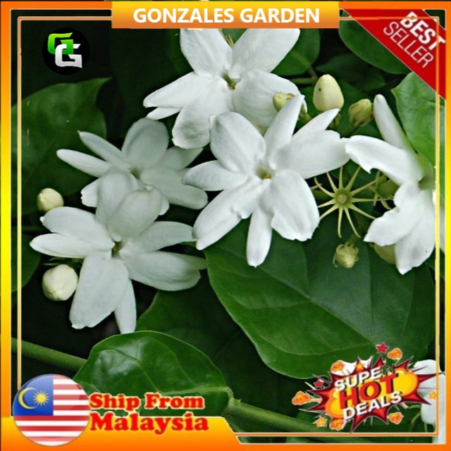 Anak Pokok Bunga Jasmine Thai(6 inci) | Shopee Malaysia