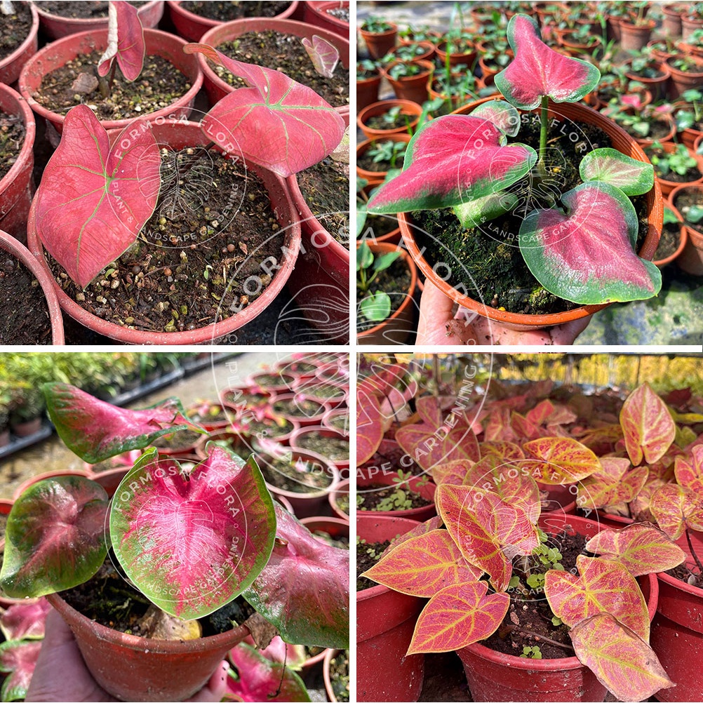 Formosa - Caladium Festivia New Wave Postman Joyne Red Ruffles Indoor ...