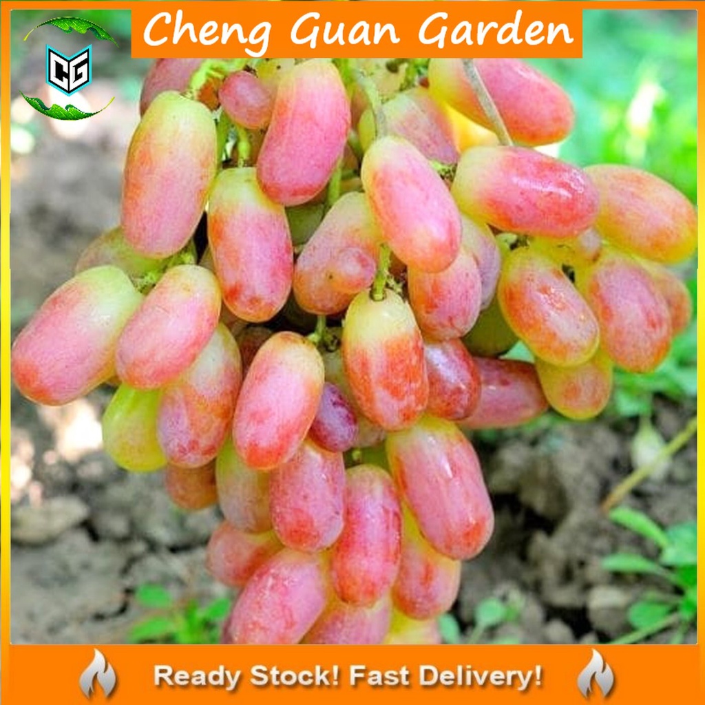 Anak Pokok Anggur Grape Transfiguration Pokok Premium Pokok Stabil ...