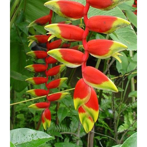 Heliconia Lobster Claw Rhizome / Benih Pokok Sepit Udang 🌷🌿🌱 | Shopee ...